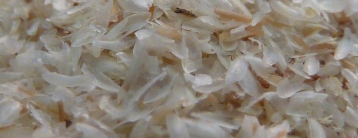 Vse, kar morate vedeti o indijskem trpotcu - Behealthy.si