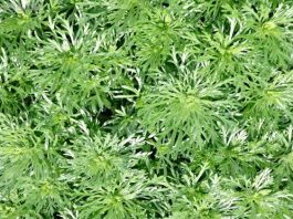 Be Healthy - vaša dnevna doza zdravja